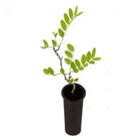 Mudas de Amendoim Bravo ( Caixa com 10 Mudas) - Plantae Shop