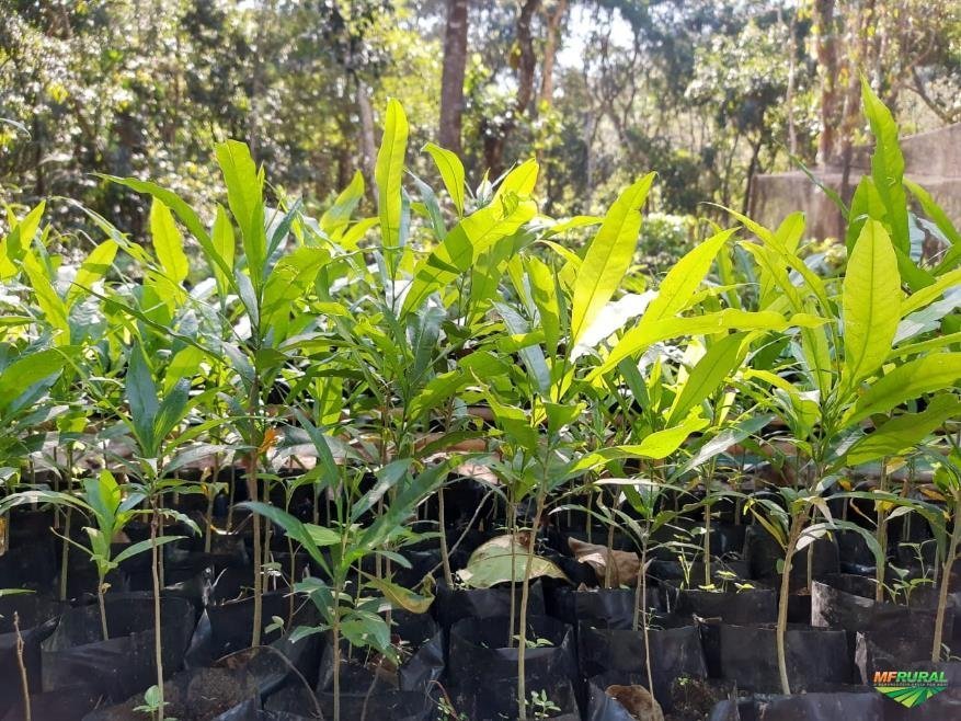Mudas de Amendoim Bravo ( Caixa com 10 Mudas) - Plantae Shop