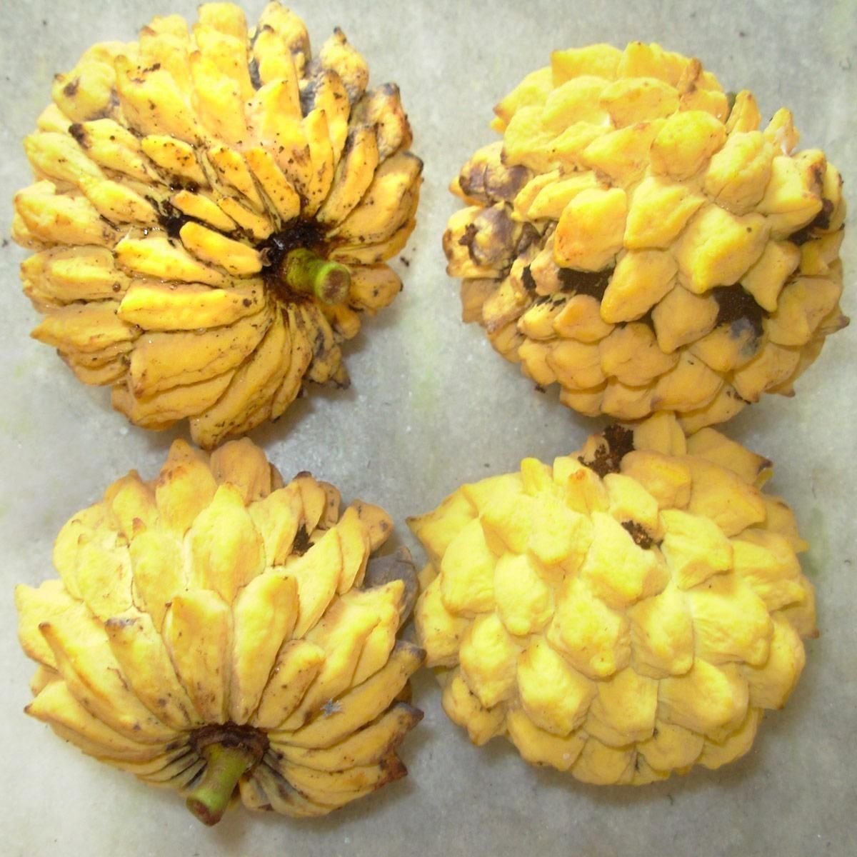 Muda de Araticum-amarelo – Rollinia sylvatica – Plantae Shop